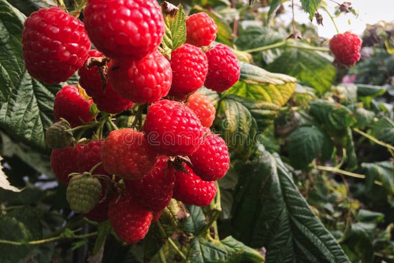 Raspberry, Many Red Berries, Ripe Berries Stock Photo - Image of nature ...
