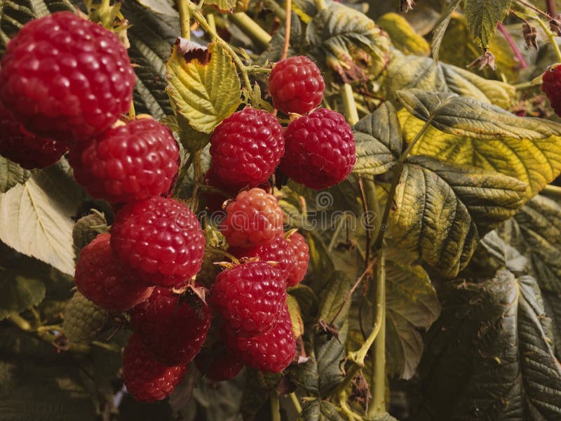 Raspberry Branch, Many Red Berries, Ripe Berries Stock Photo - Image of ...