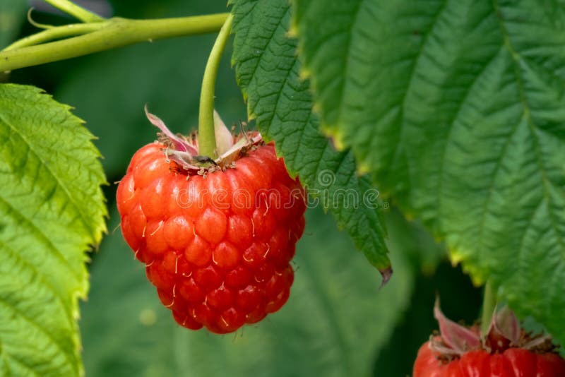 Raspberry on the Branch. Natural Background. Gardening Close Up. Stock ...