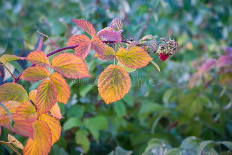 Raspberry Branch with Orange Autumn Leaves and Red Berries Stock Image ...