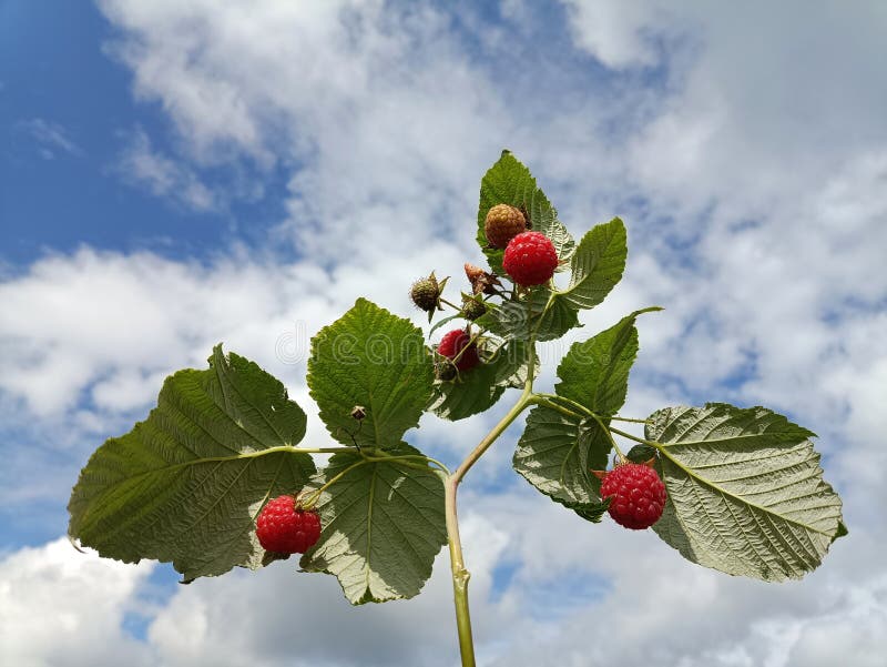 Raspberry branch stock photo. Image of raspberry, green - 257221338
