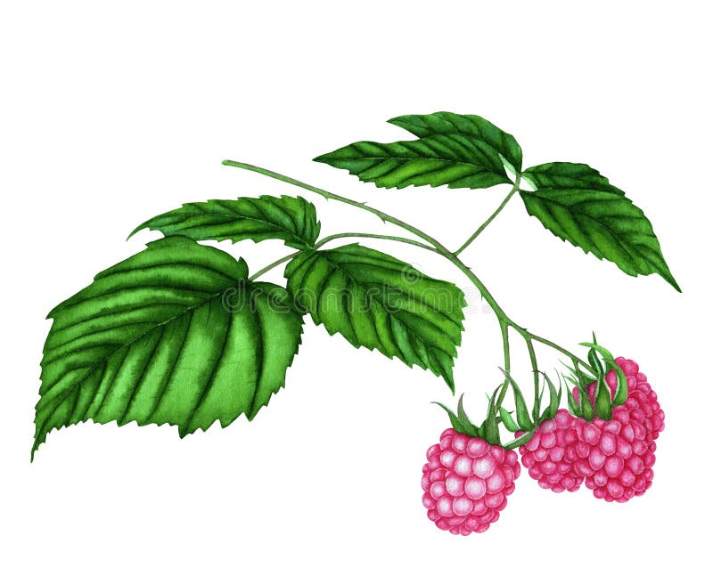 Raspberry Branch with Red Berries Stock Photo - Image of isolation ...