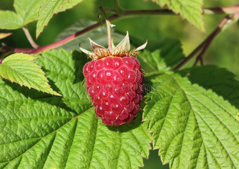 Raspberry on the branch stock photo. Image of plant, farming - 35549290