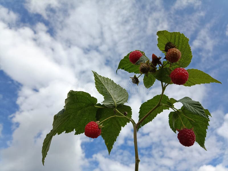 Raspberry branch stock image. Image of berries, plant - 257221285