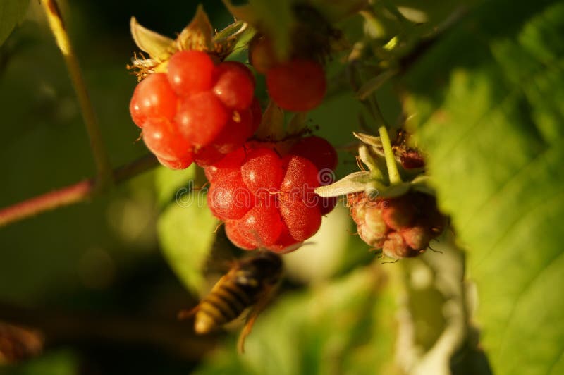 Raspberry on a branch stock photo. Image of tasty, summer - 57139222