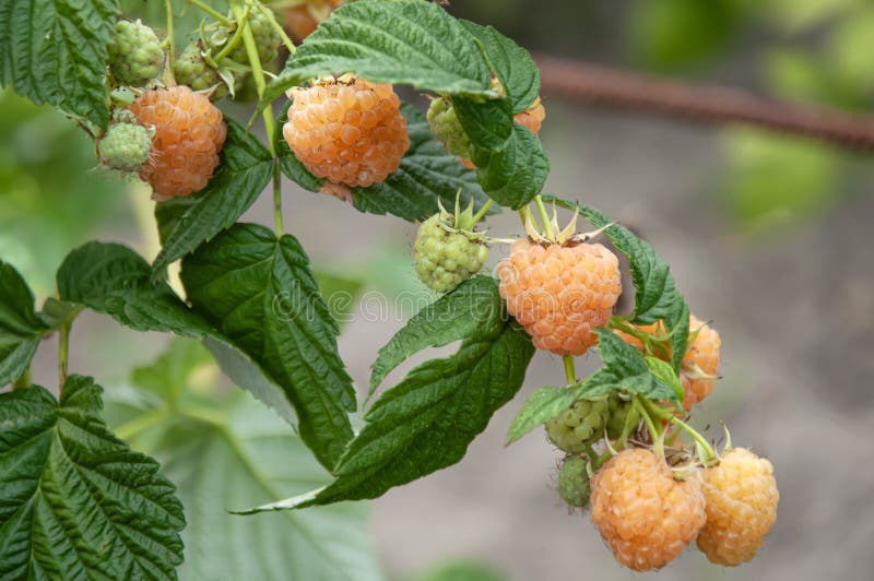 Raspberry Branch with Yellow Raspberries on a Background of Green ...