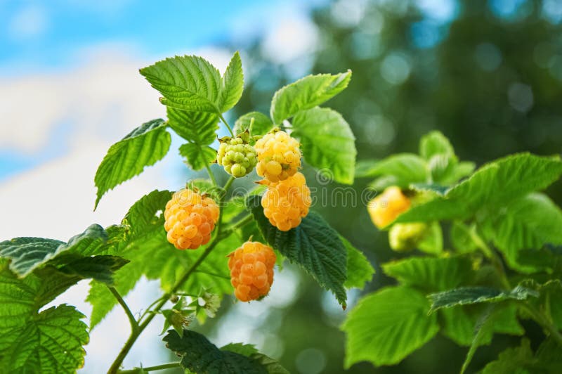 Raspberry Branch with Yellow Raspberries on a Background of Green ...