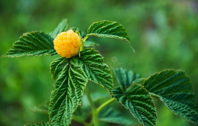 Raspberry Branch with Yellow Raspberries on a Background of Green ...