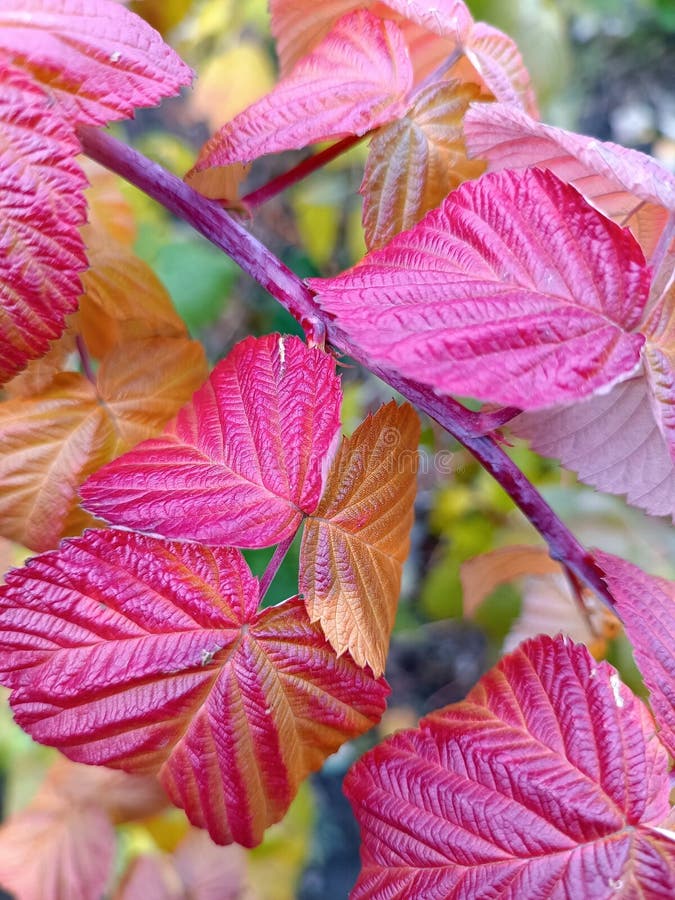 Innanophotographytreebush Flower Stock Photos - Free & Royalty-Free ...