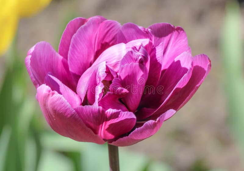 Raspberry bud of a tulip. stock image. Image of beauty - 90025027