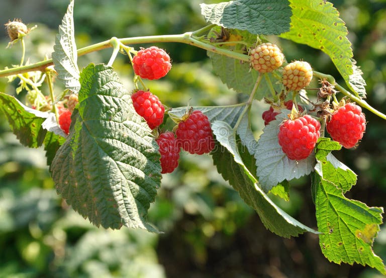 Raspberry growing stock photo. Image of ripe, redripe - 30283356