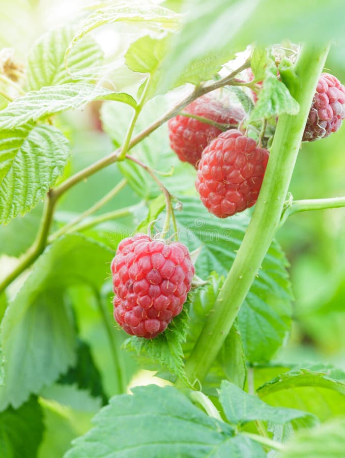 Raspberry bush stock photo. Image of lush, agriculture - 25662004