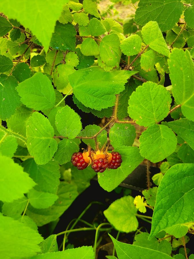 Raspberry in bush stock image. Image of herb, fruit - 285970715