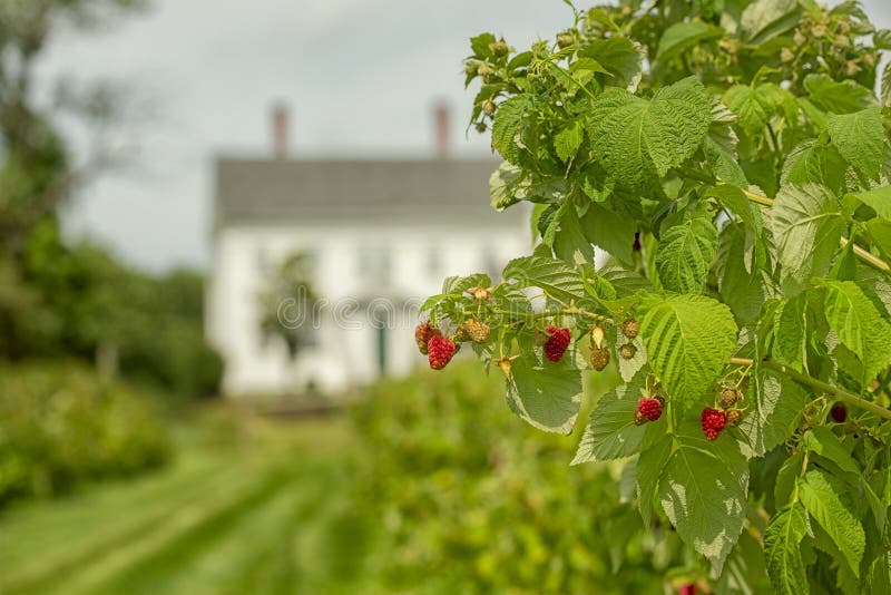 Raspberry Bush on the Background of the Building of the Farm House ...