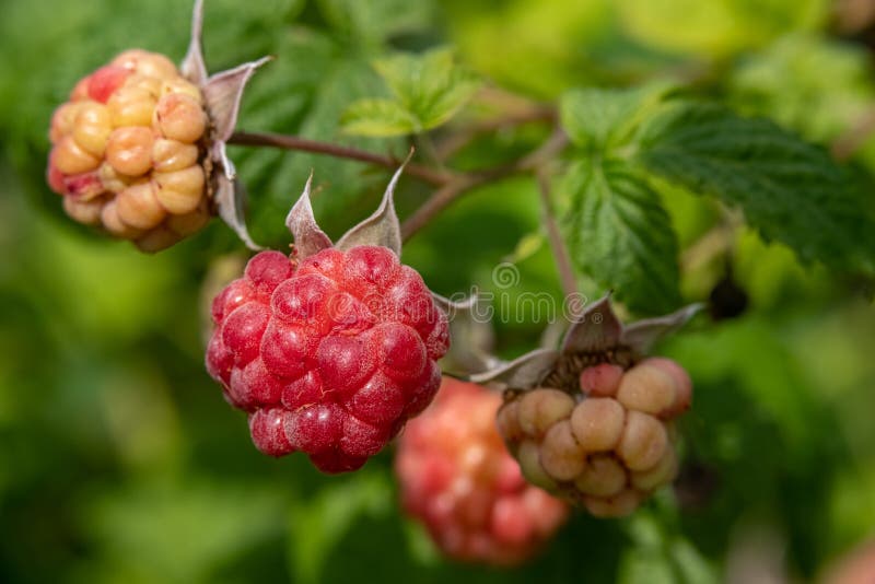Raspberry Bush. berry stock image. Image of herb, gardening - 190368199