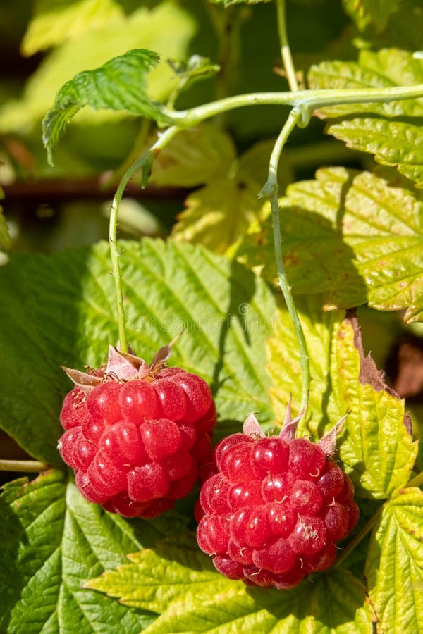 Raspberry Bush. berry stock photo. Image of cultivated - 190368328