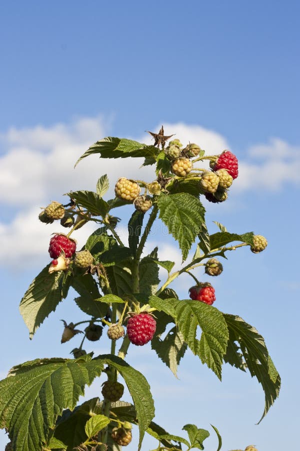 Raspberry Bush with Blue Sky Stock Photo - Image of garden, delicious ...