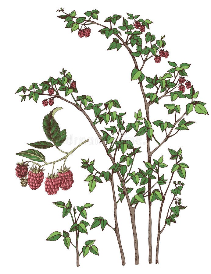 Raspberry Bush and Branch of Berries Stock Vector - Illustration of ...