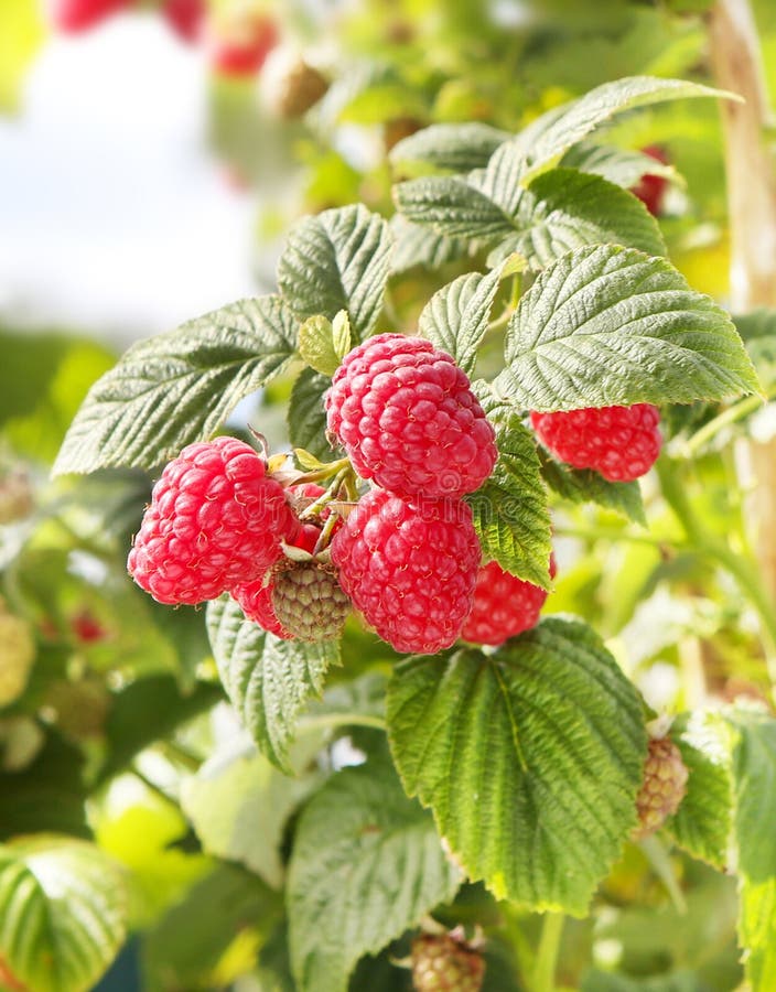 Raspberry bush close-up stock image. Image of fruit - 297461611