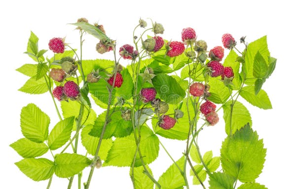 Raspberry bush concept stock image. Image of vegetable - 25639643