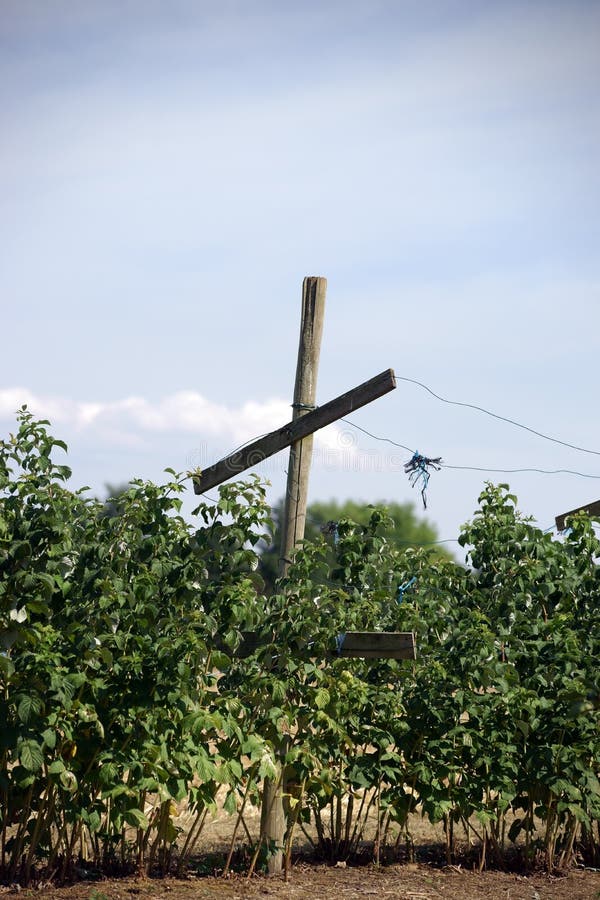 Raspberry bush stock photo. Image of ripe, shrub, tree - 58725890