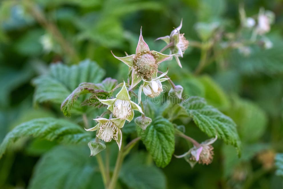 Raspberry Bush during Flowering in Spring, Growing Raspberries Stock ...