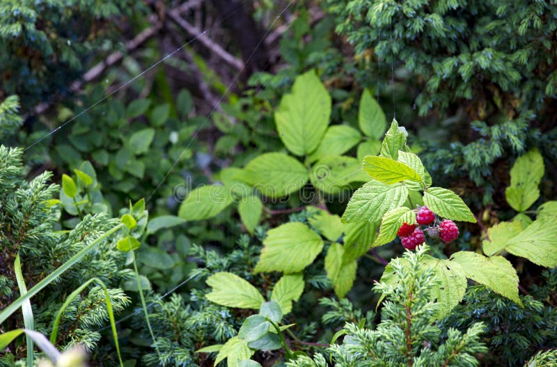 Raspberry Bush in the Forest. Raspberry Berries in the Grass Stock ...