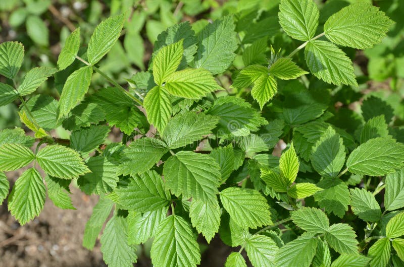 A Raspberry Bush without Fruit is Taken at the End of Spring. Stock ...