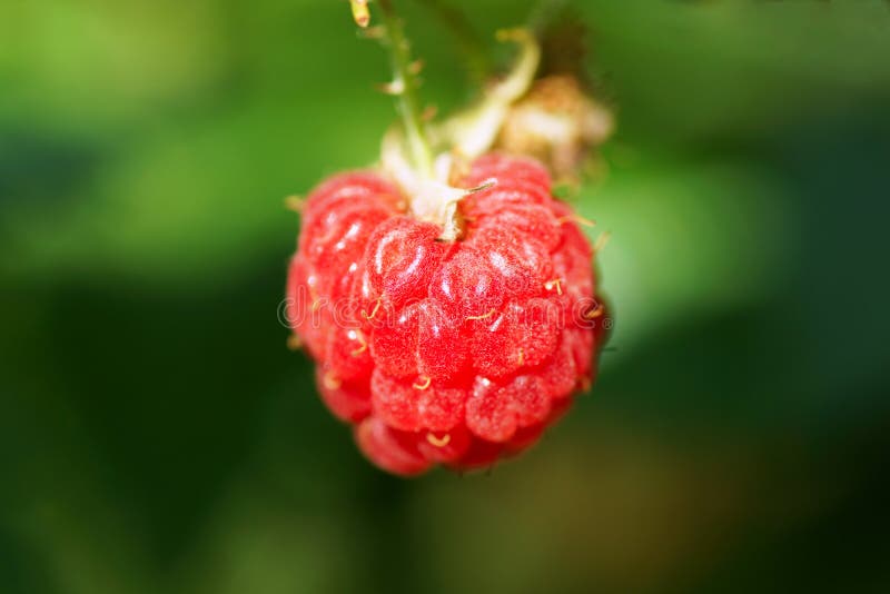 Raspberry on a bush stock image. Image of bush, mature - 33242987