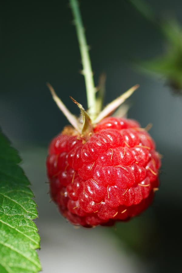 Raspberry on a bush stock image. Image of closeup, mature - 33371079