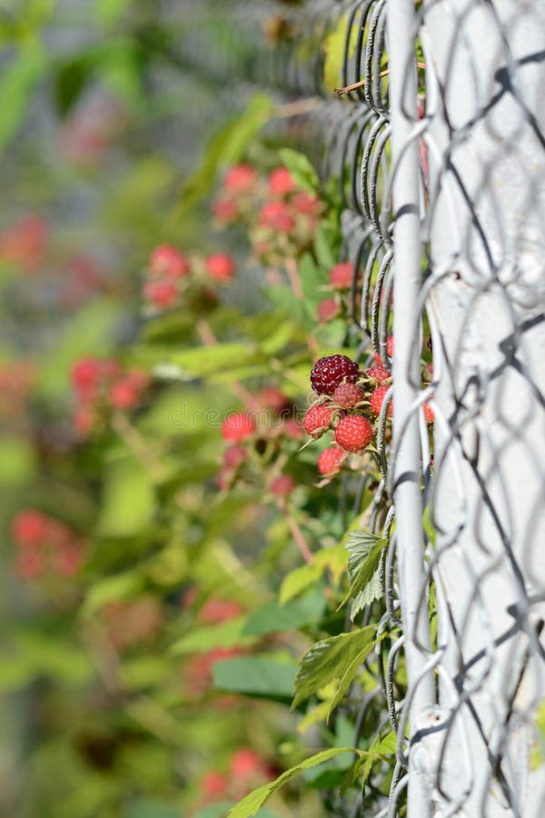 Raspberry near fence. stock photo. Image of raspberry - 20263478