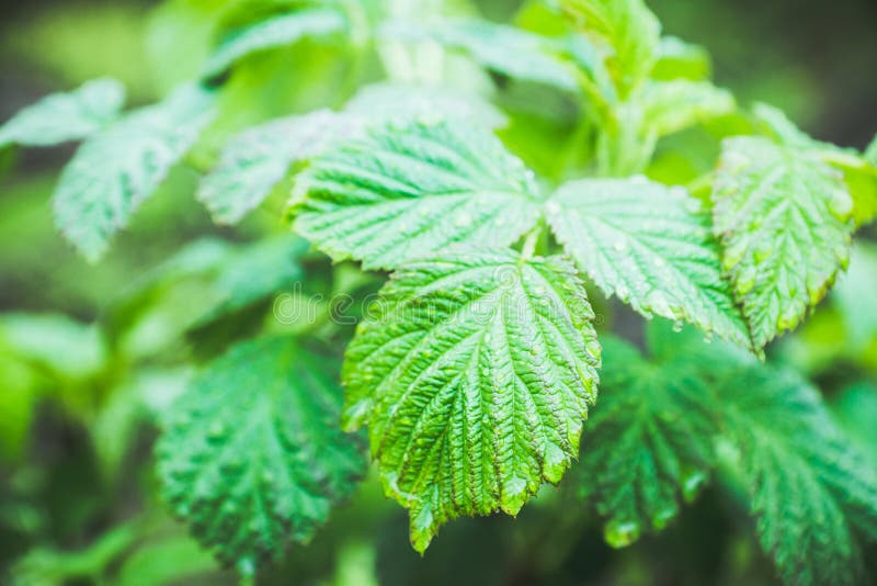 Raspberry Bush in the Garden Stock Photo - Image of wild, produce ...