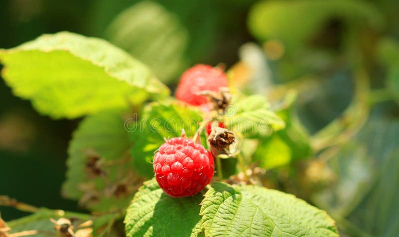 Raspberry Bush in Garden, Summer Stock Photo - Image of design ...