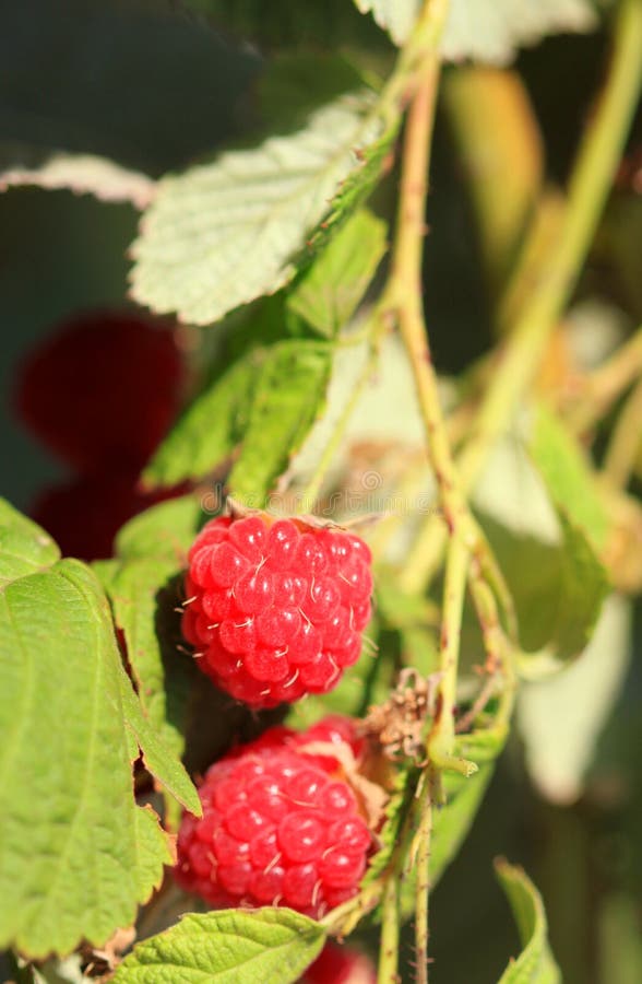Raspberry Bush in Garden, Summer Stock Image - Image of raspberry ...