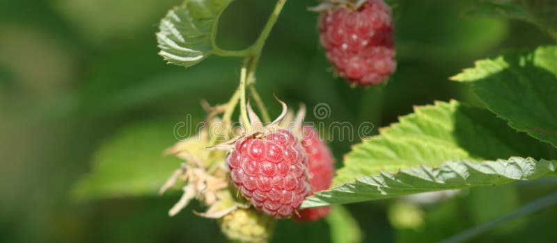 Raspberry Bush in Garden, Summer Stock Photo - Image of farming ...