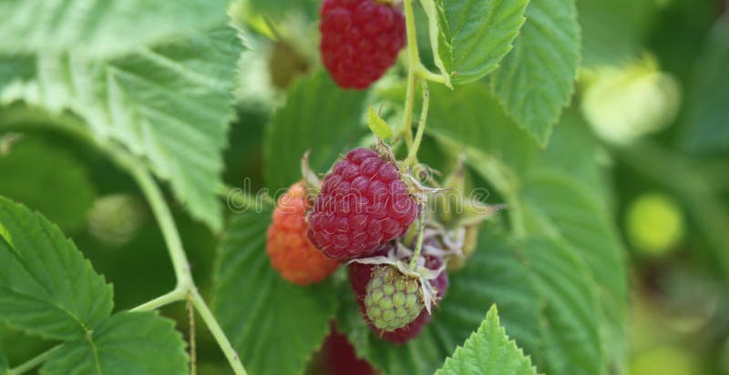 Raspberry Bush in Garden, Summer Stock Photo - Image of raspberries ...