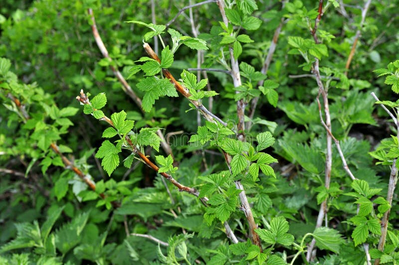 Raspberry Bush, Green Raspberry Leaves, Branches of a Raspberry Bush ...