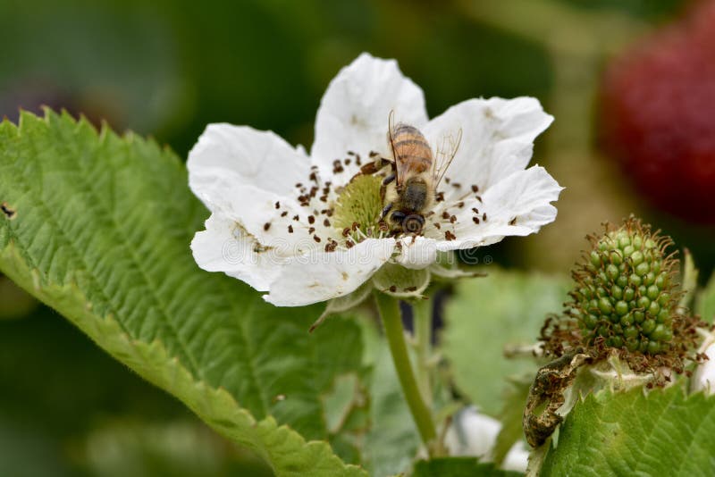 Raspberry Bush with Honeybee on Flower on Trellises, 2. Stock Image ...