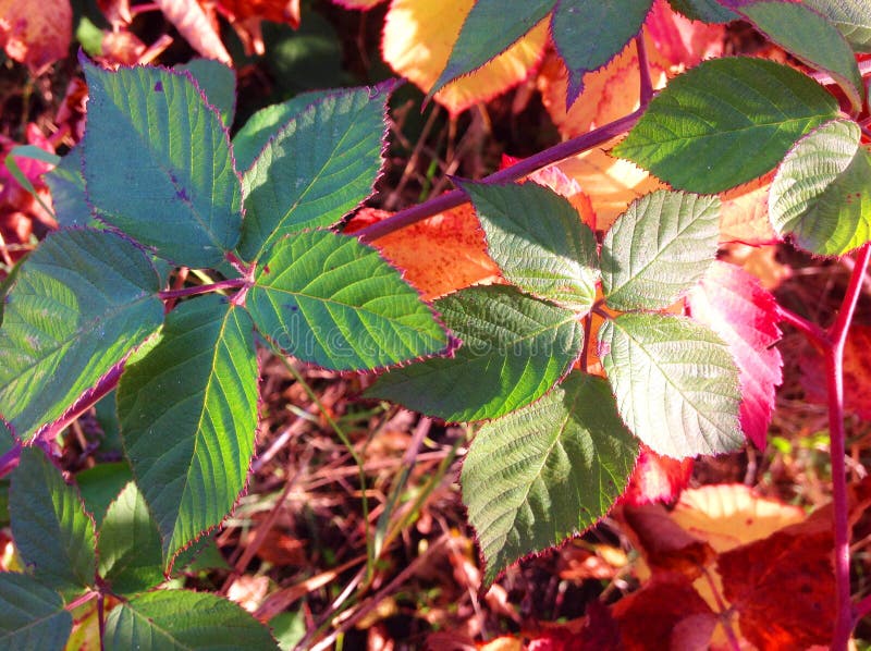 Raspberry Bush Leaves Autumn Stock Photo - Image of flower, colorful ...