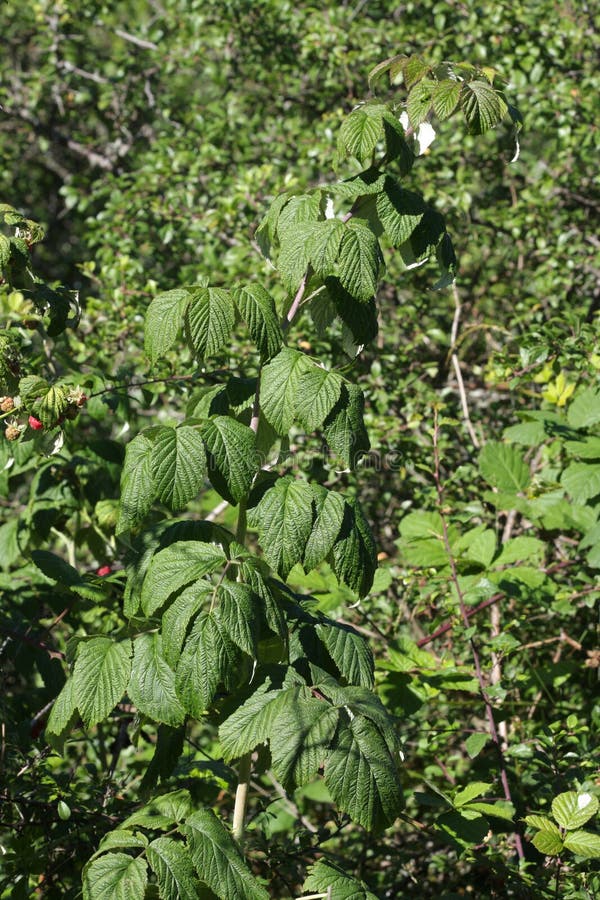 Raspberry bush leaves stock photo. Image of leaf, green - 87966422