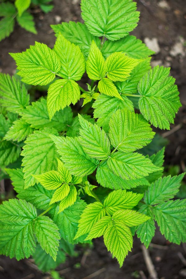 Raspberry bush with leaves stock image. Image of nature - 53989411