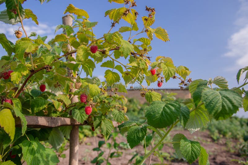 Overripe Raspberries Stock Photos - Free & Royalty-Free Stock Photos ...