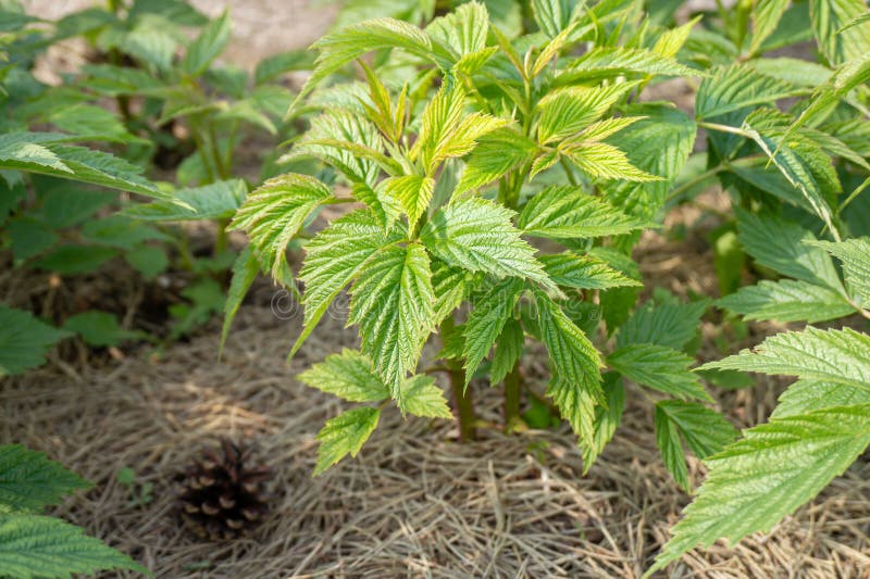 Raspberry Bush with Pine Needle Mulch Stock Photo - Image of gardening ...