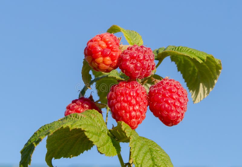 Raspberry Bush Plant. Branch of Ripe Raspberries Stock Image - Image of ...