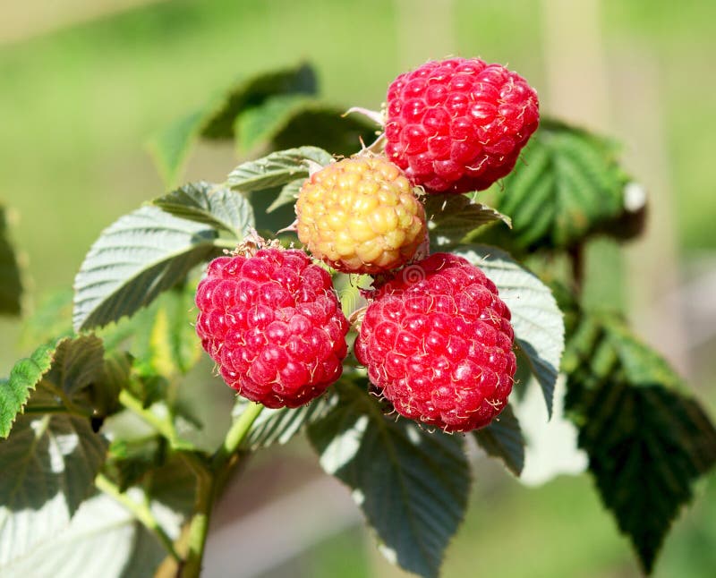 Raspberry Bush Plant. Branch of Ripe Raspberries Stock Image - Image of ...