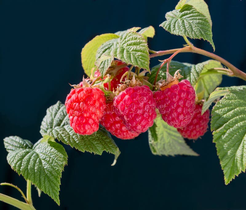 Raspberry Bush Plant. Branch of Ripe Raspberries Stock Image - Image of ...