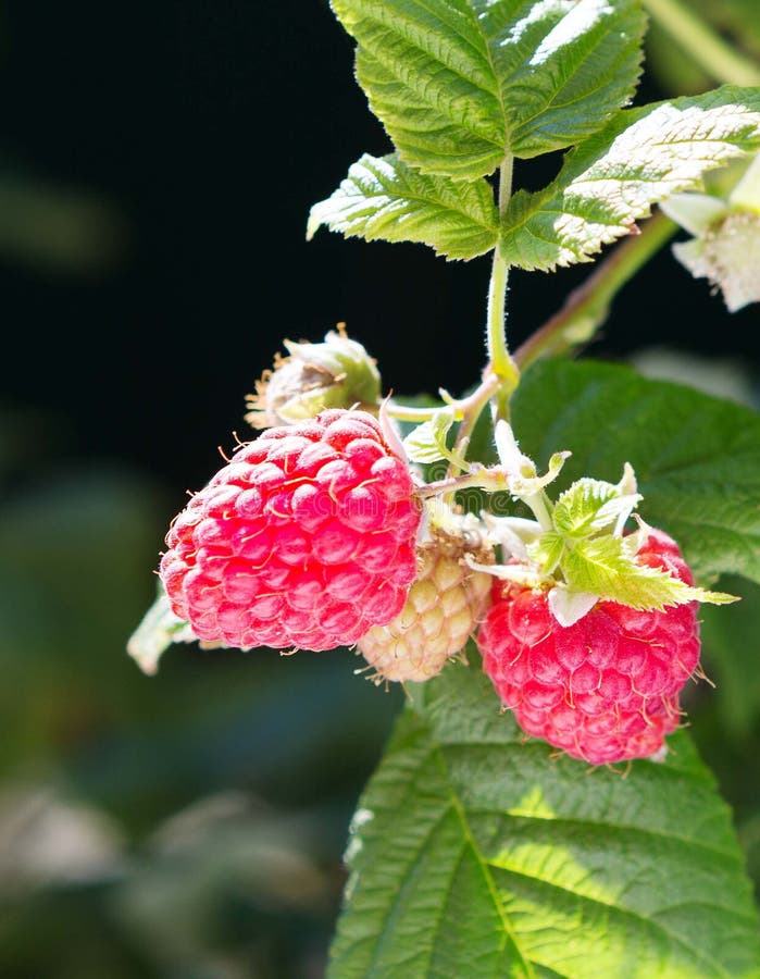 Raspberry Bush Plant. Branch of Ripe Raspberries Stock Image - Image of ...
