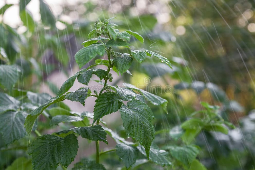 Raspberry bush in the rain stock photo. Image of drop - 75164896