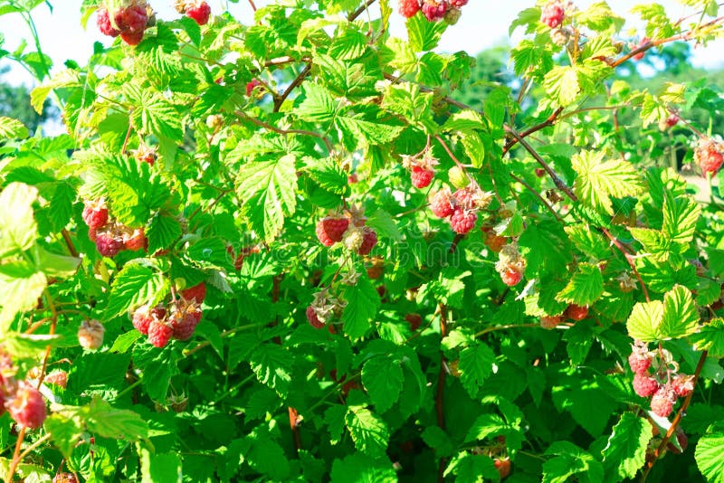 Raspberry bush raspberries stock image. Image of farming - 119663483