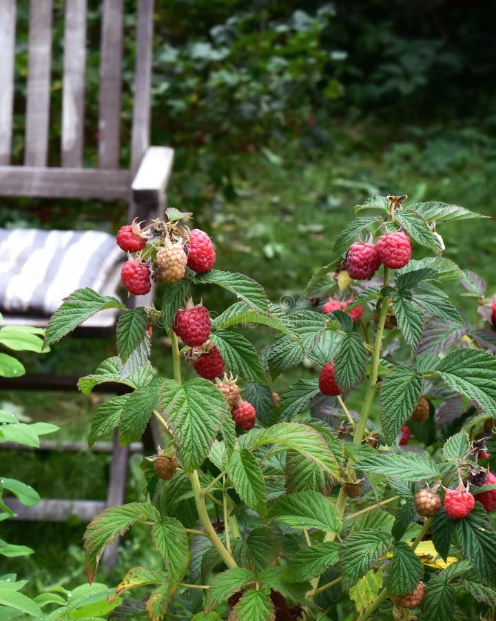 Raspberry Bush with Ripe Berries Stock Photo - Image of branch, time ...